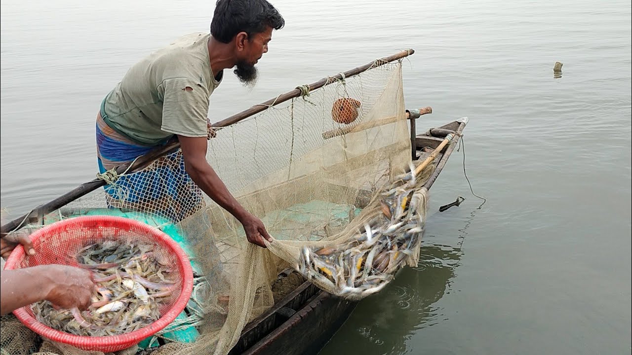 সহজ পদ্ধতিতে নদীর চিংড়ি মাছ শিকার।। Fishing video।। Net fishing ...