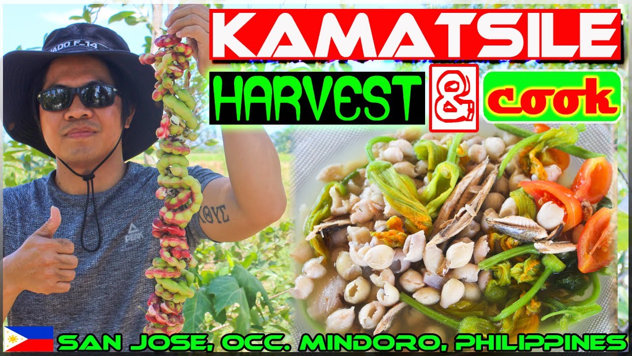 EP77 - Kamatsile Harvest and Cook | Tatang's Recipe | Occi. Mindoro ...