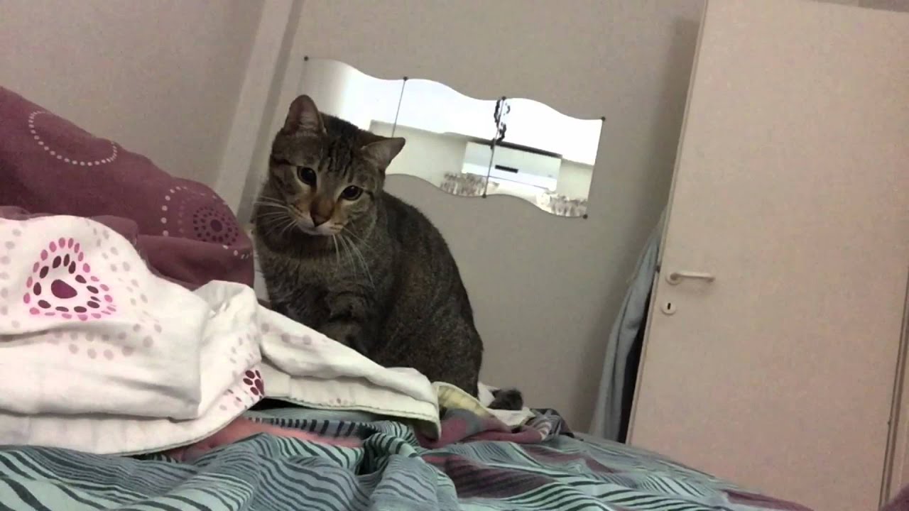 Stephan the cat is going crazy again - YouTube