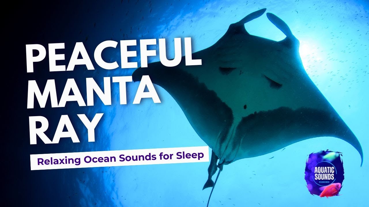 🟣Peaceful Manta Ray Swimming + Relaxing Ocean Sounds for Sleep & Calm ...