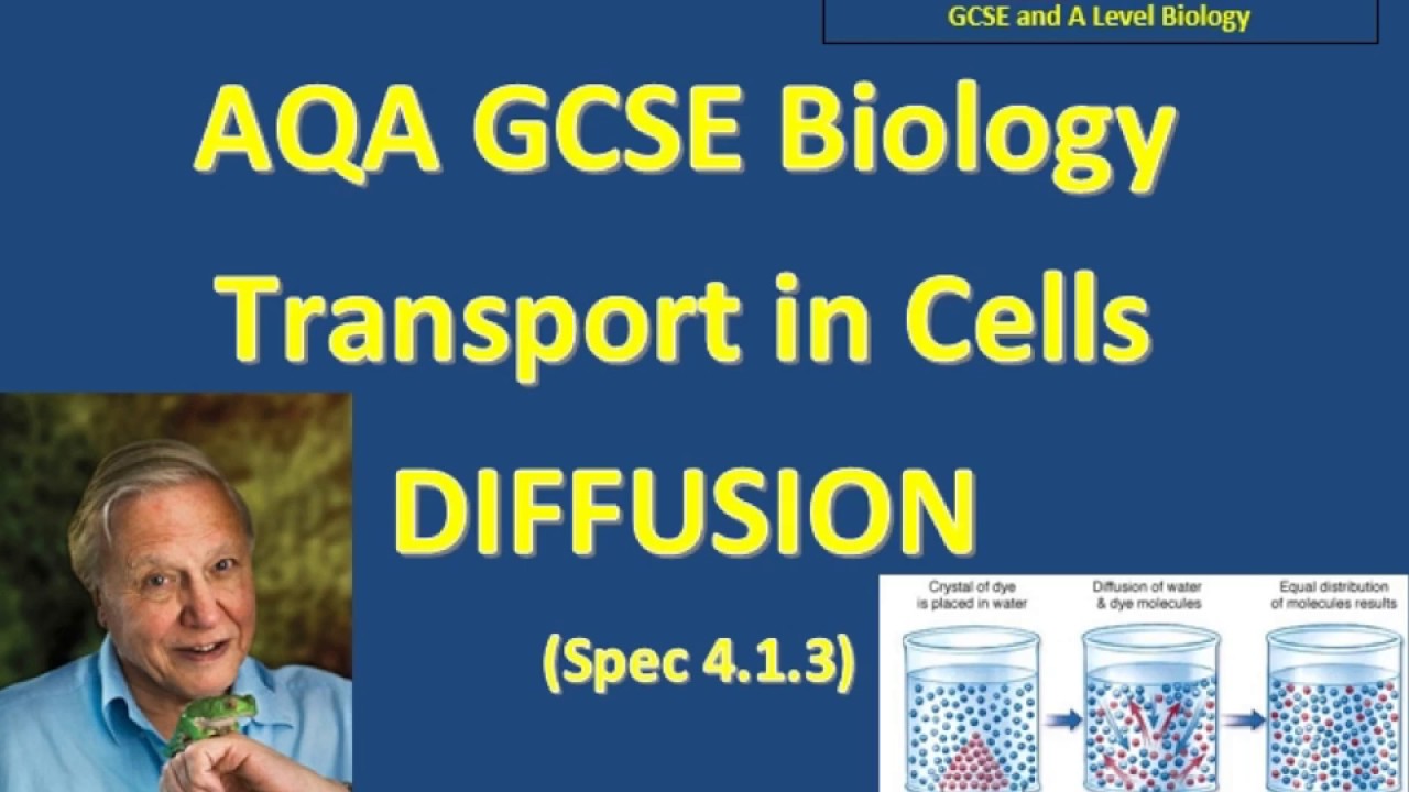 Diffusion Revision - GCSE Biology/GCSE Combined Science - YouTube