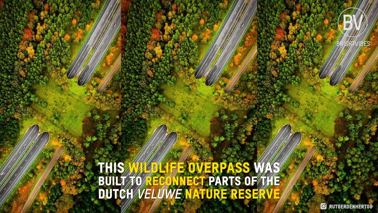 This Wildlife Overpass Was Built To Reconnect Parts Of The Dutch Veluwe ...