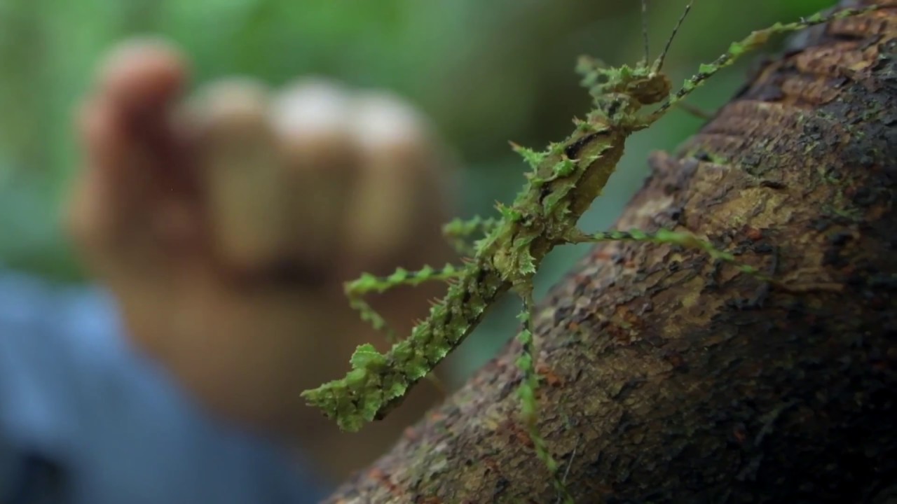 Junglekalender fra Bigai 2017: Vandrende pind - YouTube