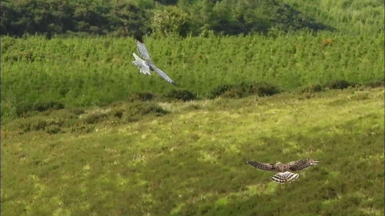 Hen Harrier food pass - YouTube