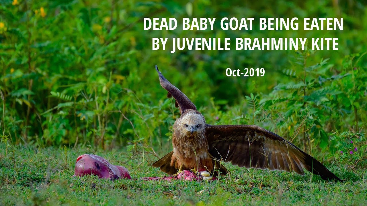 Dead Baby Goat being eaten by Juvenile Brahminy Kite @ Kabini Outskirts ...