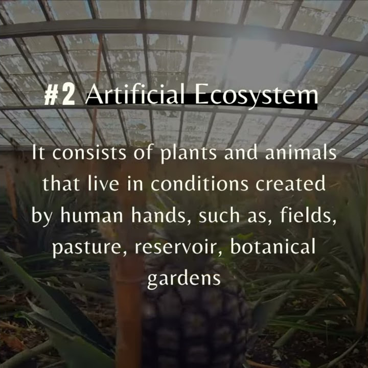 Natural Ecosystems and Artificial Ecosystems - YouTube
