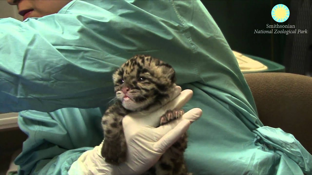 Hand-Rearing Clouded Leopards Cubs - YouTube