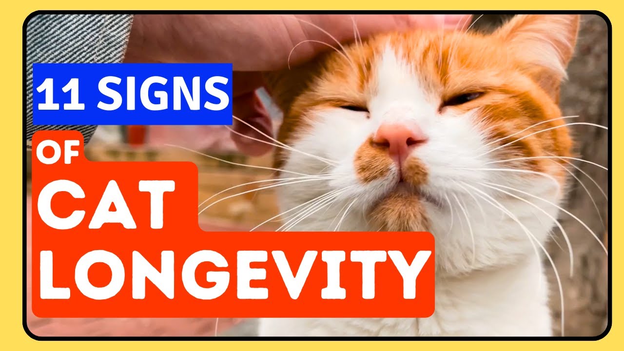 The Long-Life Formula for Cats - 11 Essential Signs You Need to Know ...