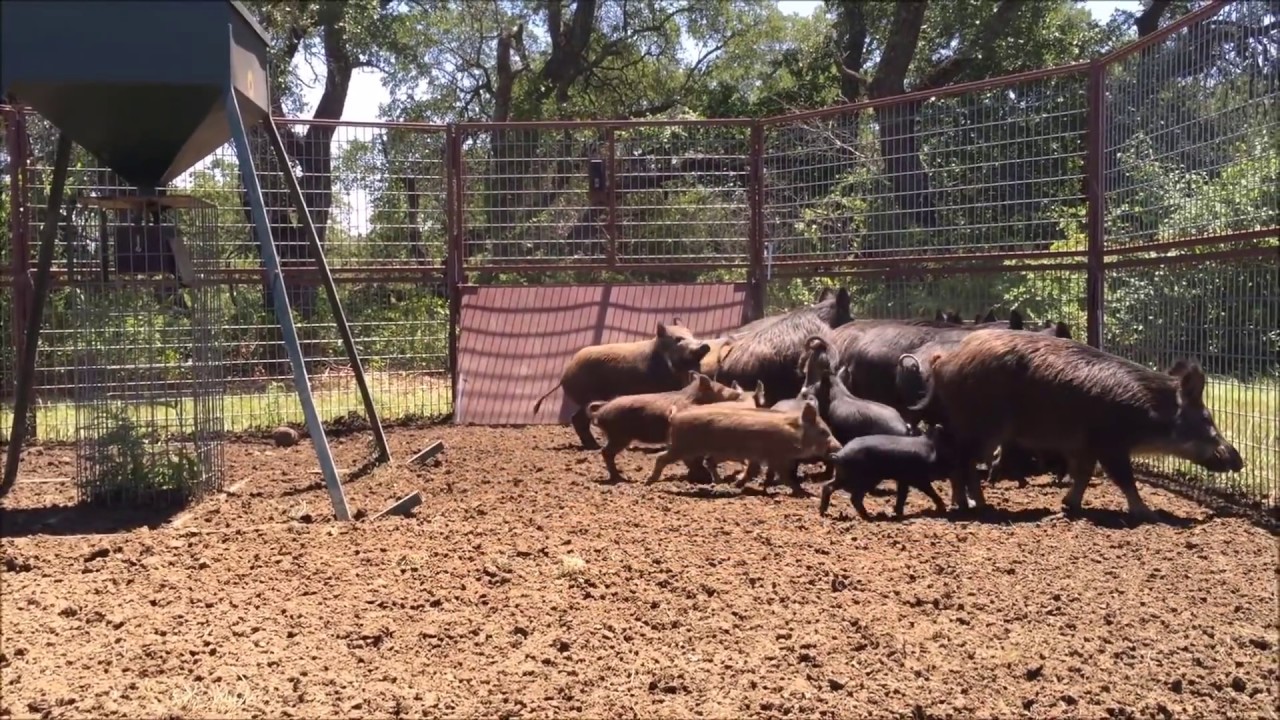 Hogs Can Jump 2017 May - YouTube