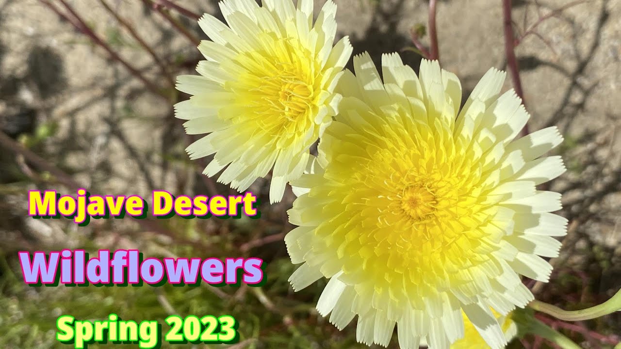 Mojave Desert Wildflowers super bloom 2023 🌼 Death Valley wildflowers ...