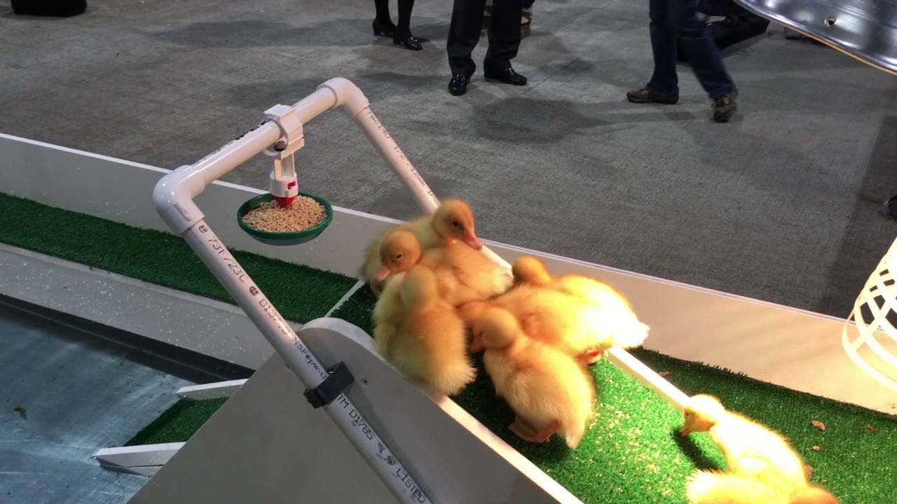Baby duck Slide at the Farm Show - YouTube