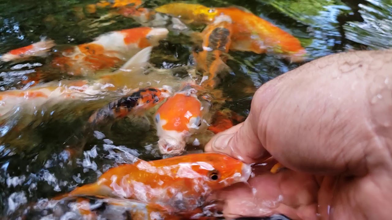 Feeding Frenzy Koi eating out your hand - YouTube