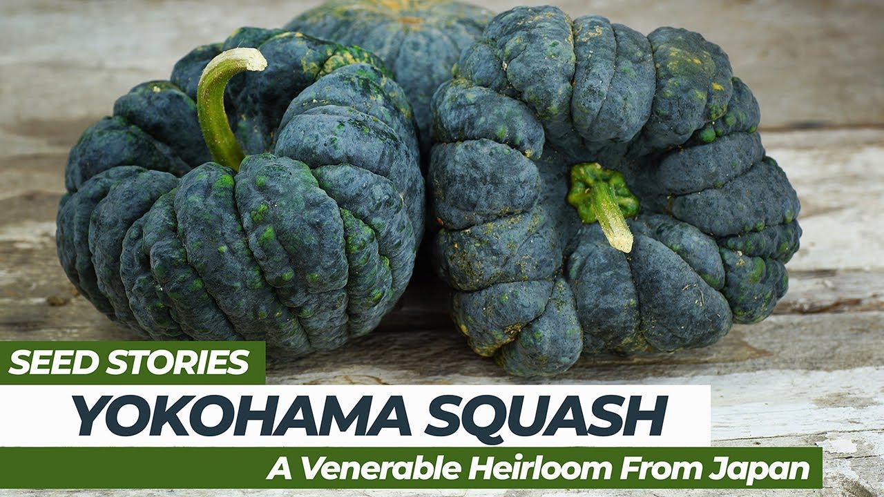 SEED STORIES | Yokohama Squash: A Venerable Heirloom From Japan! - YouTube