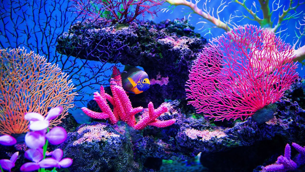 1 Hour Coral Reef 4K Footage With Relaxation Music - YouTube
