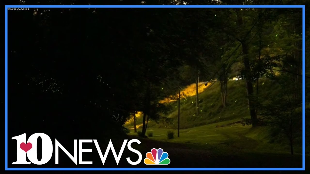 Family shows off synchronous fireflies - YouTube