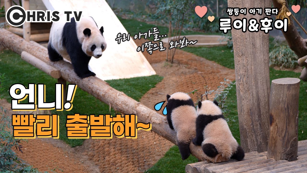 ️러블리 바오걸즈 ️장꾸 쌍둥이 판다의 외나무 타기🥰 에버랜드 아이바오 루이바오 후이바오 크리스티비 Rui Hui Christv 20240117 Youtube