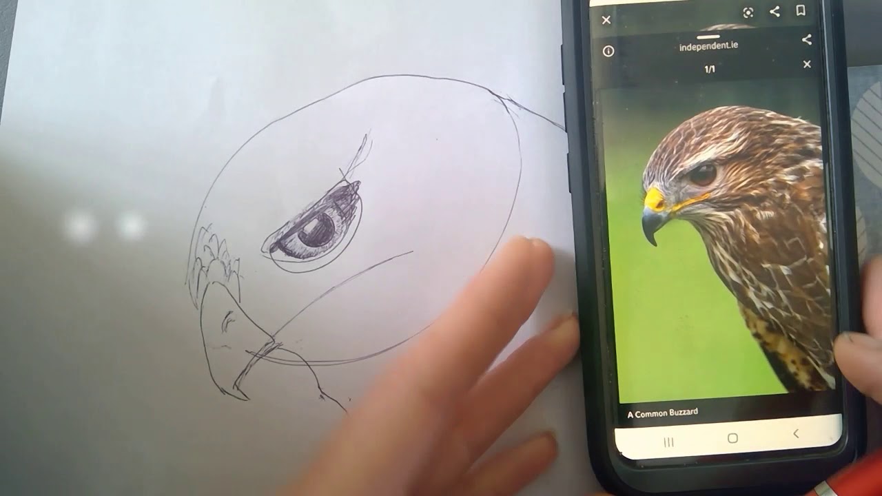How to draw the common buzzard Part 2 - YouTube