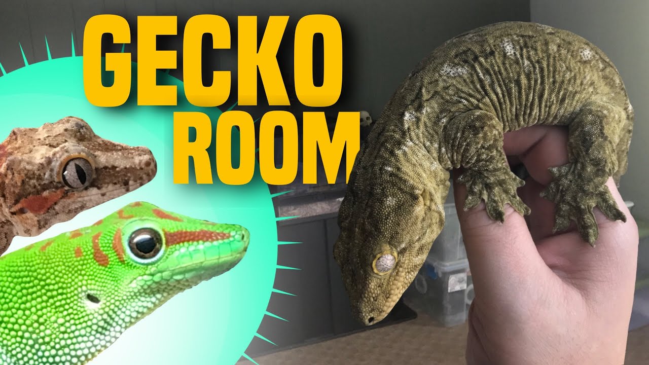 2023 Gecko Room Tour *TONS OF NEW GECKOS* - YouTube
