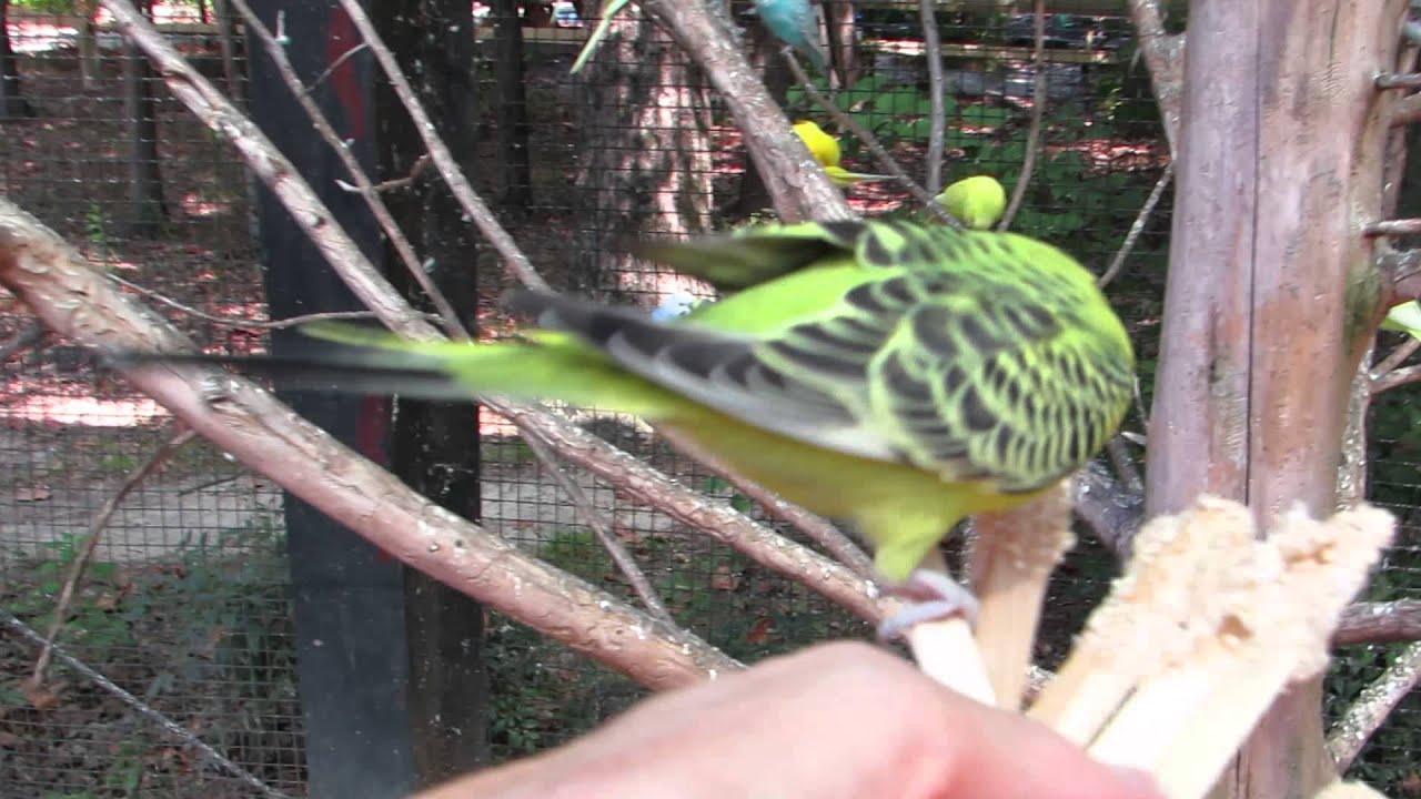 Emerald Dove, Nicobar Pigeon & Colorful Parakeets in Tree & on Stick ...