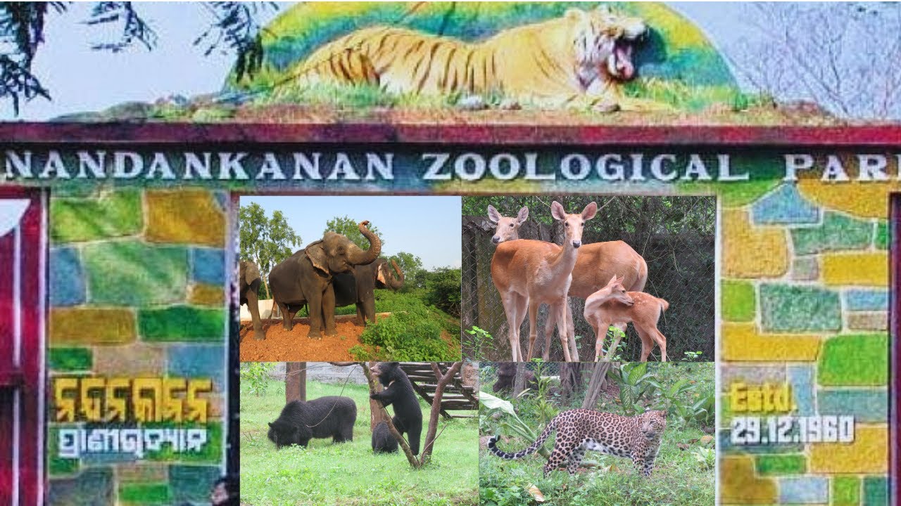 Nandankanan Zoological Park: A house of 2669 animals. - YouTube