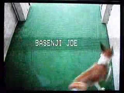 Basenji Joe Exercises Himself - YouTube