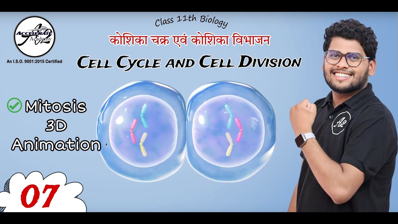 Cell Cycle and Cell Division. Mitosis explained with 3D animation. 11th ...