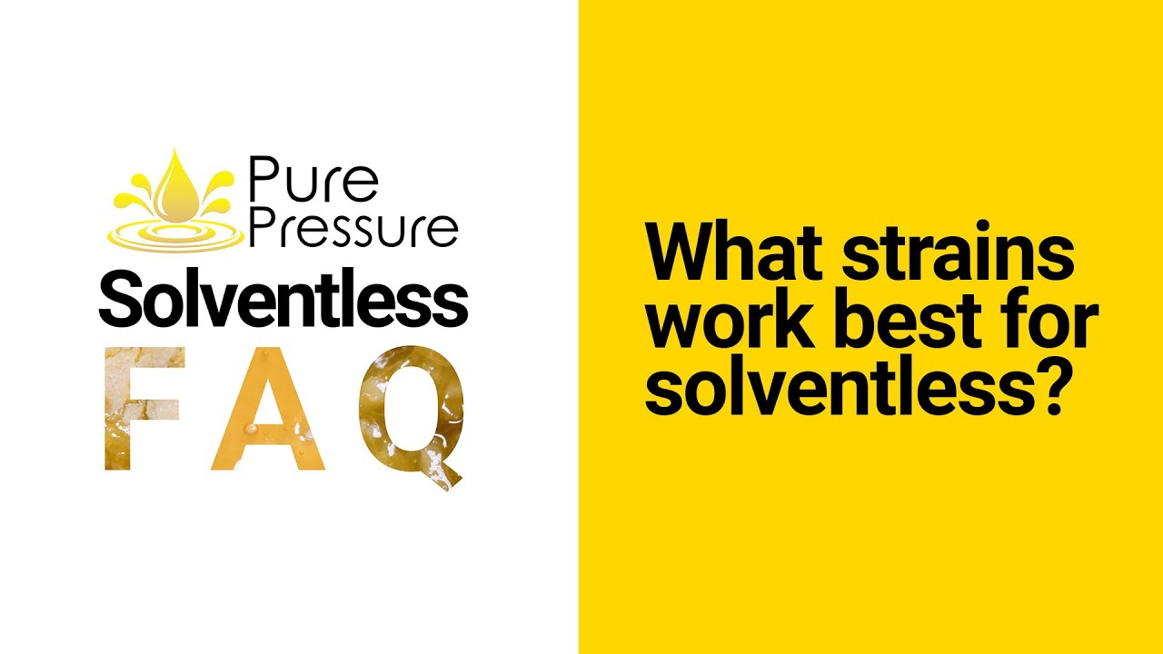 Solventless FAQ: Rosin Strains and Yields - YouTube
