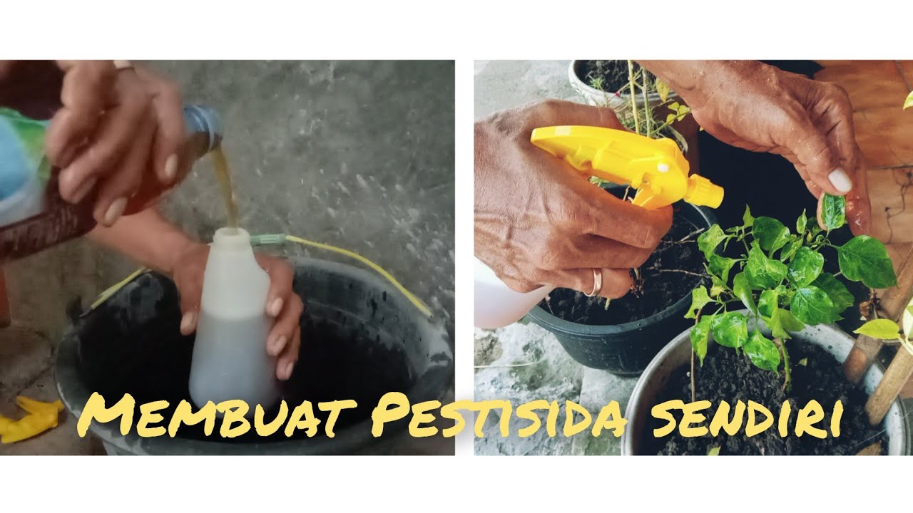bahan alami anti hama pengganti pestisida - YouTube