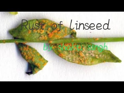 Rust of linseed - YouTube