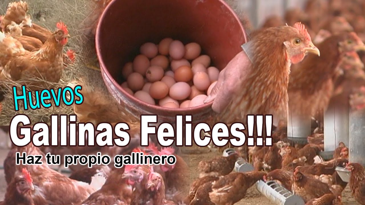 HUEVOS DE GALLINAS FELICES,HAZ TU PROPIO GALLINERO - YouTube