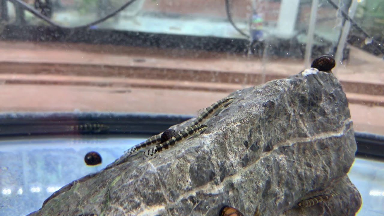 Serpent Loach / Botia (SERPENTICOBITIS OCTOZONA) - YouTube