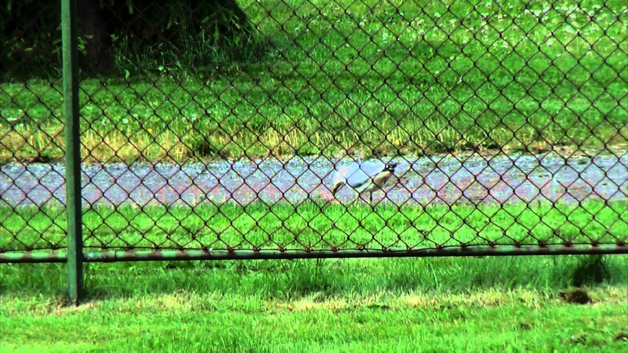 Mustavaris - YouTube