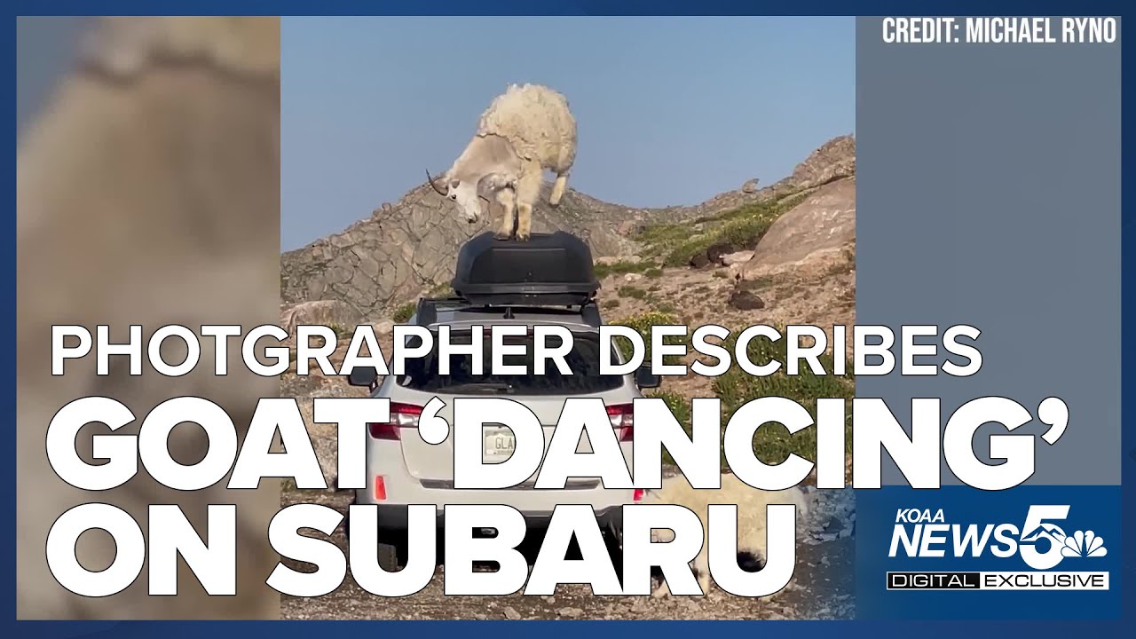Local photographer describes viral goat dance atop Subaru on Mt. Blue Sky - YouTube