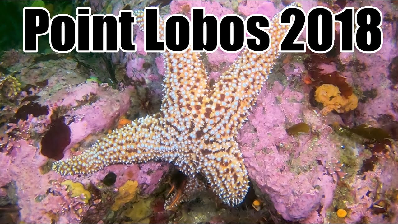 Diving Point Lobos State Natural Reserve - YouTube