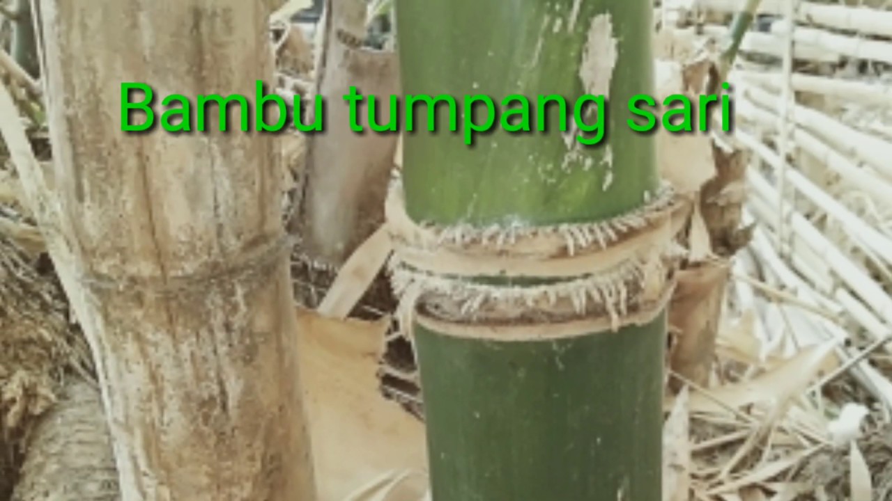 Bambu tumpang sari - YouTube