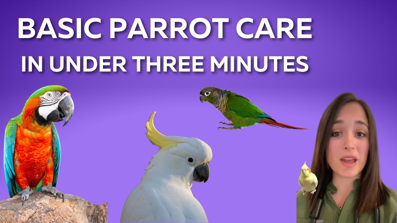Basic Parrot Husbandry and Care in Under 3 Minutes, From a Vet - YouTube