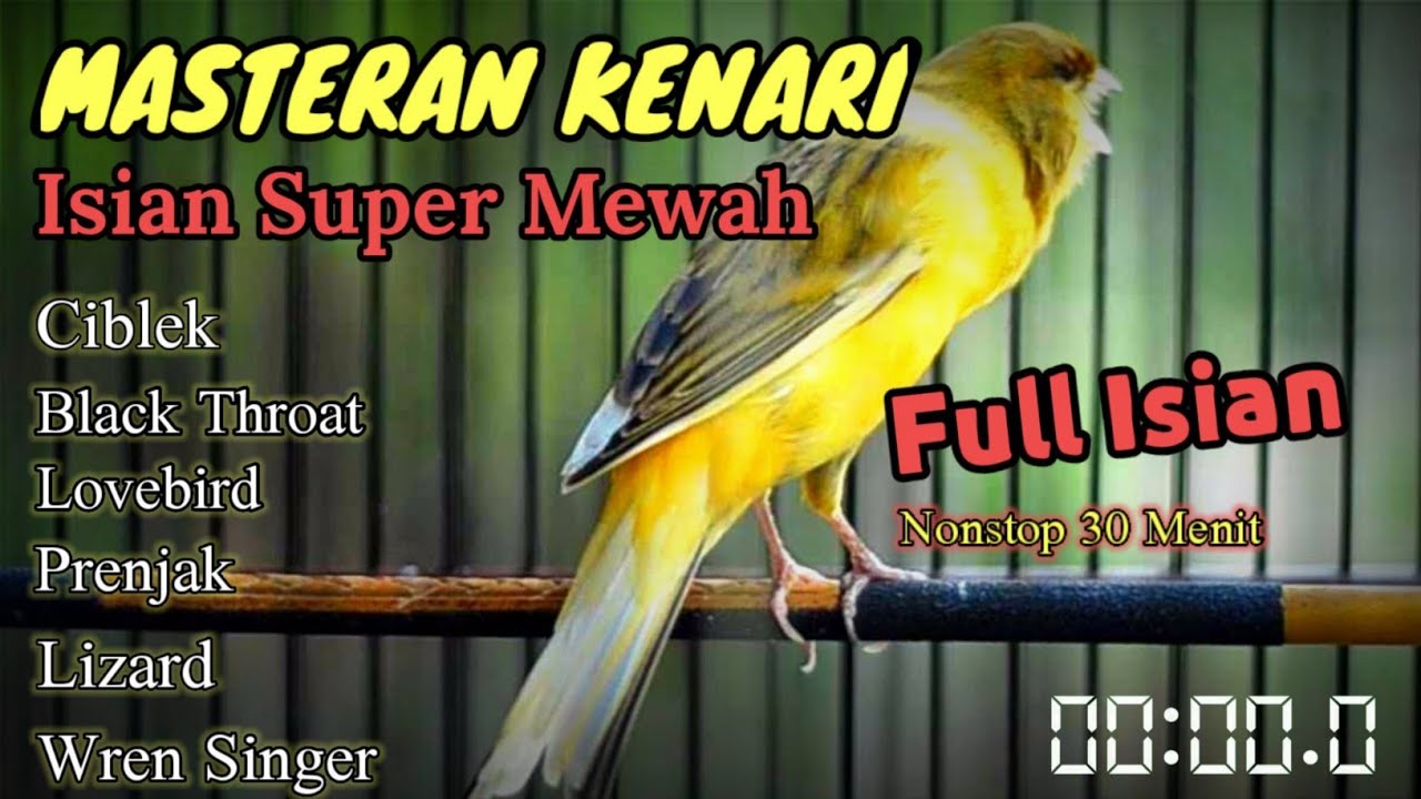 Masteran Kenari Full isian Super Mewah || Ciblek_Black throat_Lovebird ...