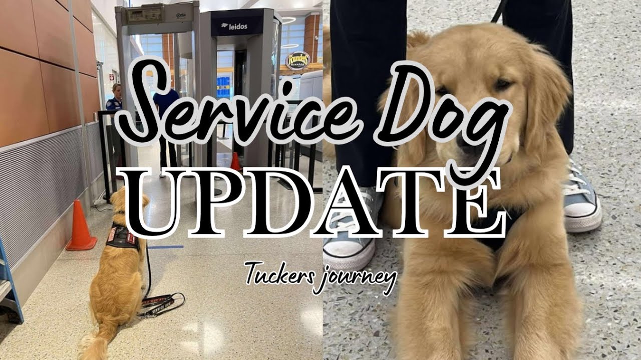 SERVICE DOG UPDATE!!! Tuckers service dog training update!! # ...