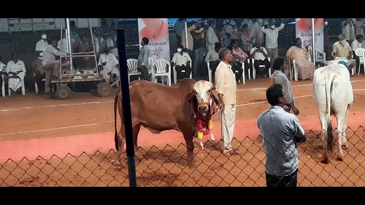 Ongole Cows and Bulls Puja During Ongole Bulls Race Vijayawada - YouTube