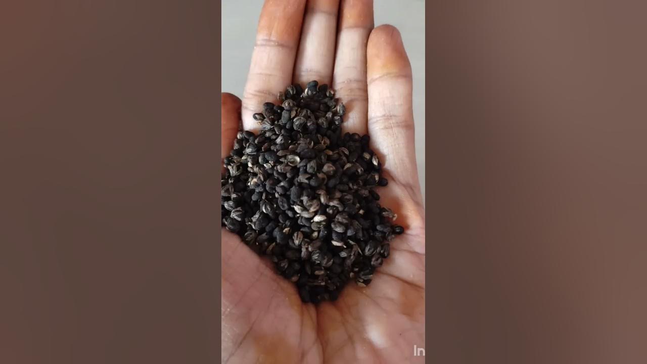 Kondrai's Bridal Ubtan making. - YouTube