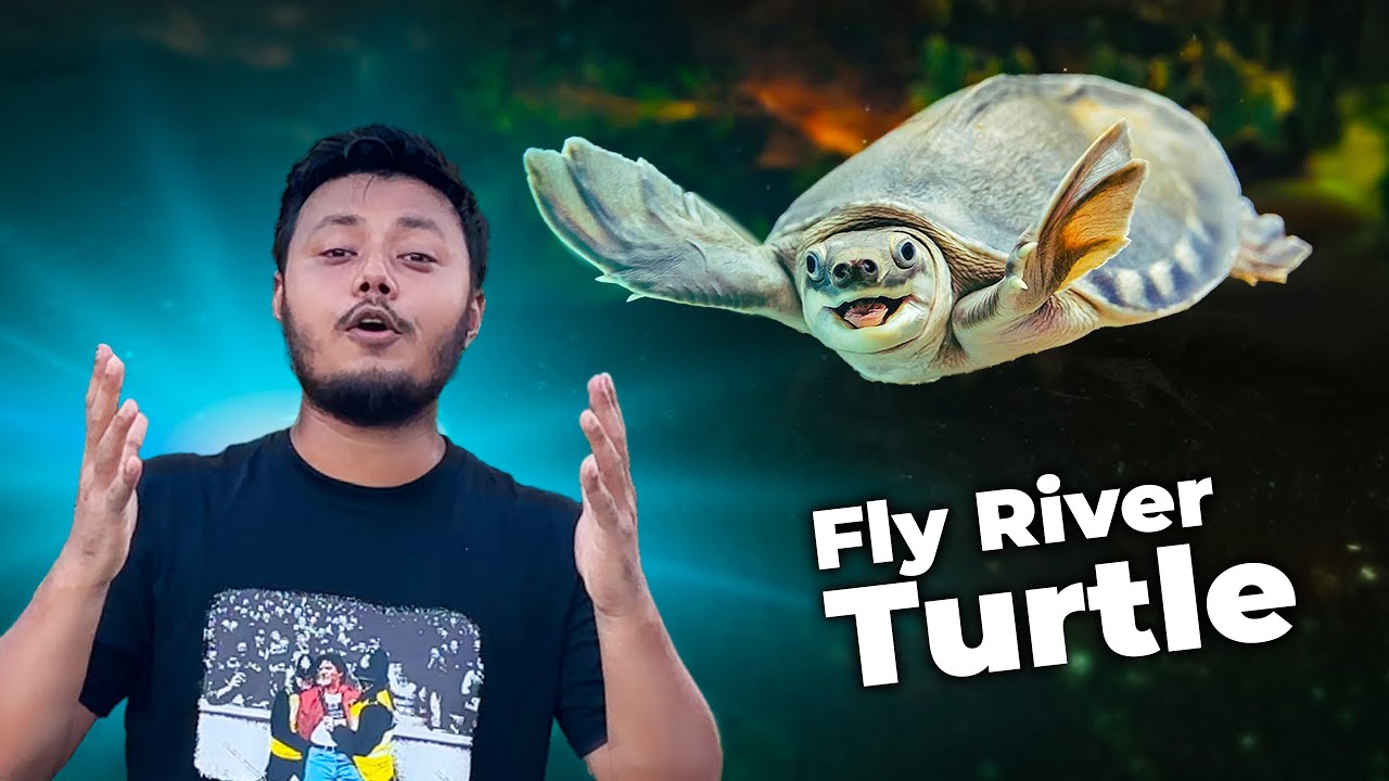 মিঠা পানির সবচেয়ে বিরল কচ্ছপ প্রজাতি এটি | Fly River Turtle - YouTube