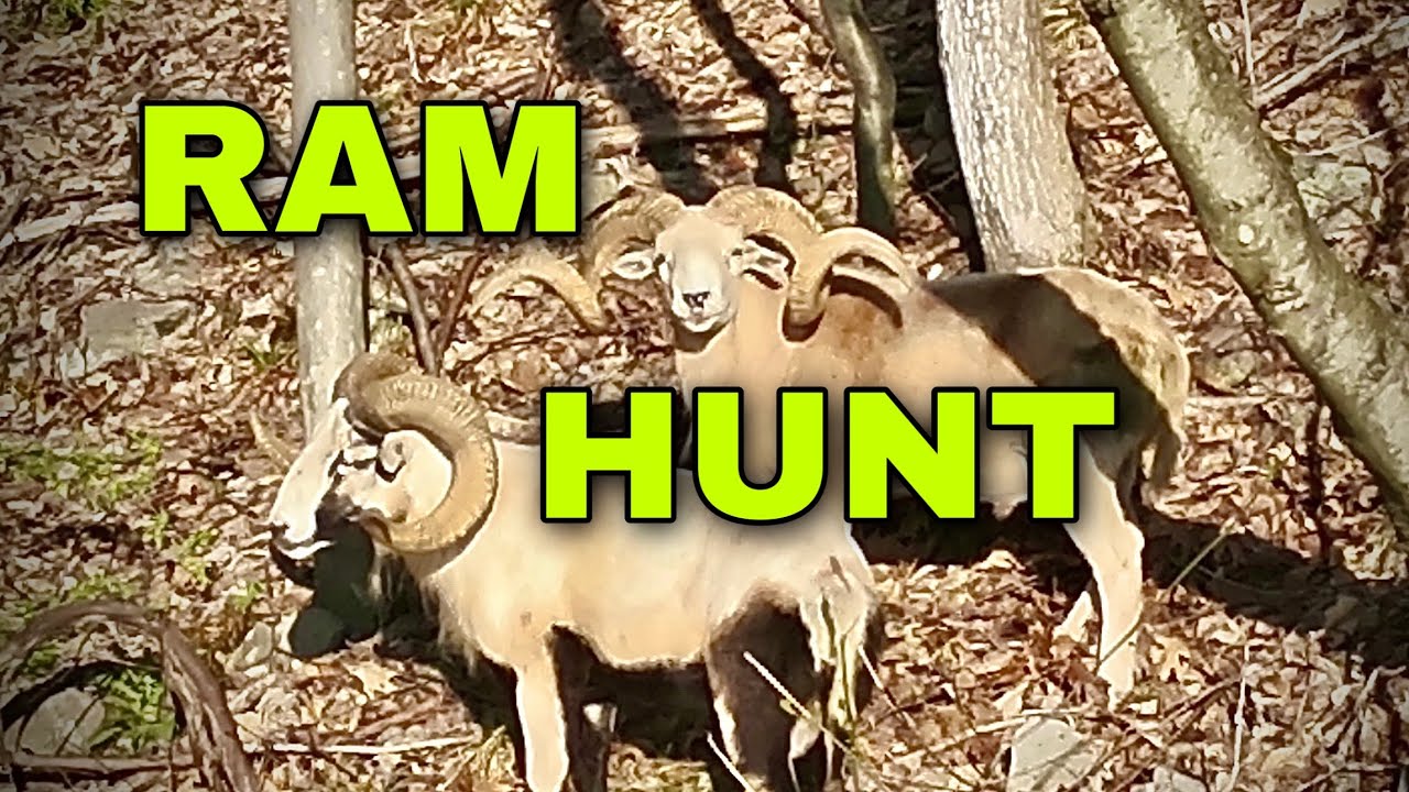 THERMAL DRONE Ram Hunting on Boulder Mountain 🐏 - YouTube