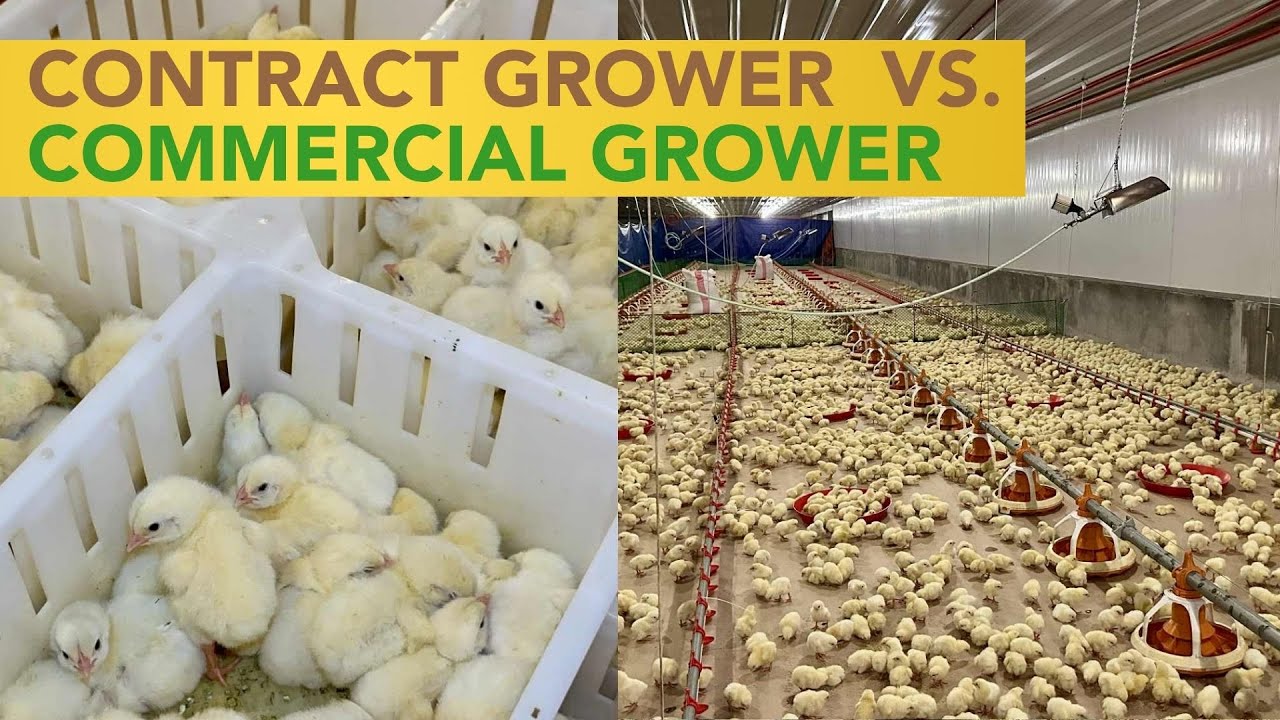 Contract Growers = Stability, Commercial Growers = More Profit ...