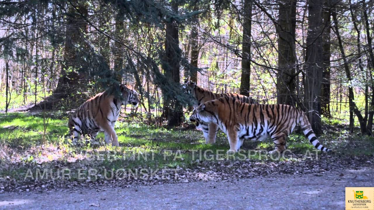 Tiger-drama - YouTube