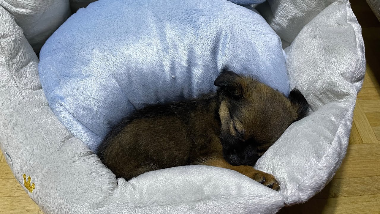 MEET OUR NEW PUPPY | PICKING UP OUR SPITZ & FIRST DAY WITH US VLOG 🐾 ...