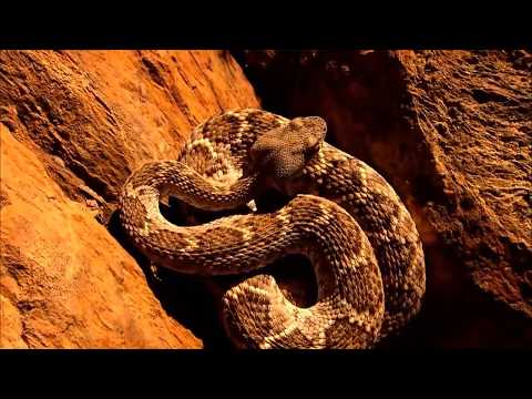 Kartal'ın Yılan Avı -  Kartal Yılanı Avlıyor