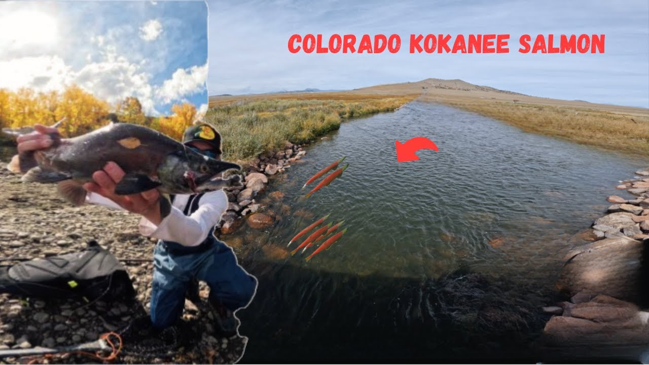 3 DAYS Catching Kokanee Salmon (Colorado Salmon Run) - YouTube