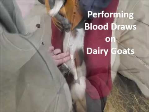Performing Blood Draws on Dairy Goats - YouTube