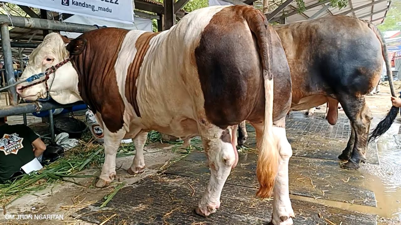 Simmental bull & Brahman Crossing Kandang Madu‼️ - YouTube