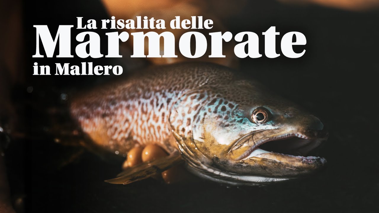La risalita delle Marmorate Selvatiche in Mallero - YouTube